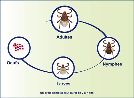 Les Tiques