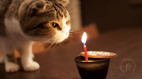 Funny Cat Desktop Wallpapers Wallpaper Cave