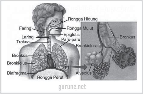 Organ Pernapasan Manusia Gurune Net