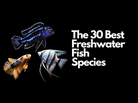Types Of Aquarium Fish With Names Infoupdate Org