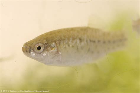 El Fartet Aphanius Iberus En Almer A Visita Guiada Para Conocer La