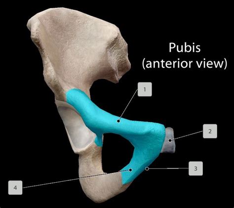 Pubis Anterior View Diagram Quizlet