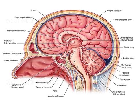 Sagittal Brain Ventricles