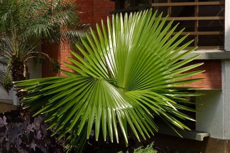 Washingtonia Robusta La Palmera Con Hojas De Abanico