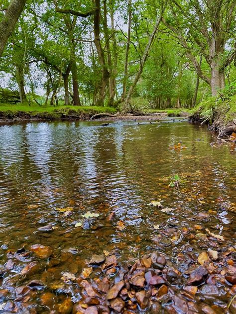 Fluss Bachlauf Bäume Kostenloses Foto auf Pixabay Pixabay