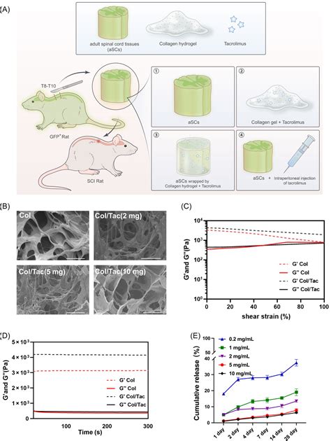 Adult Spinal Cord Tissue Transplantation Combined With Local Tacrolimus