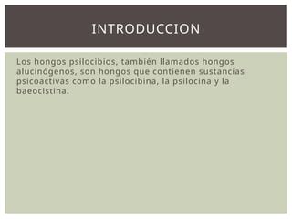 Pptx Informativo Sobre Los Hongos Alucinogenos PPT
