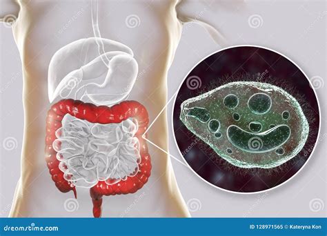 Balantidium Coli Morphology