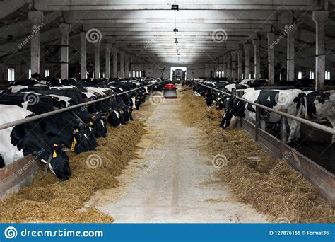Vacas De Leiteria Em Uma Exploração Agrícola Imagem Editorial Imagem