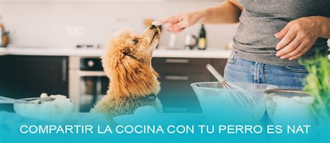 C Mo Alimentar A Tu Perro Blog Natfy