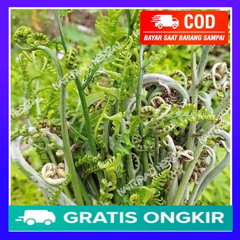 Bisa Cod Daun Pakis Sayur Segar Sayuran Daun Pakis Sayuran Pakis
