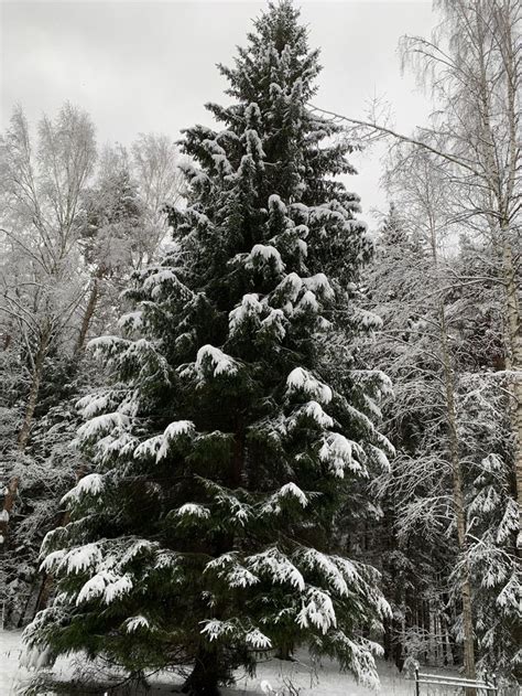 A Snow Covered Pine Tree Stands In The Middle Of A Snowy Field
