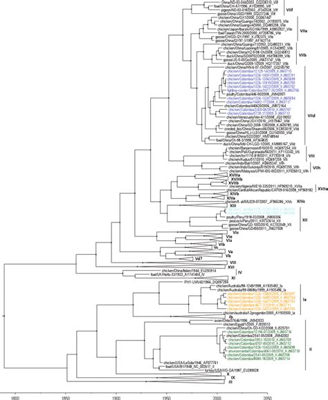 time scaled phylogenetic tree inferred using bayesian markov chain download scientific diagram