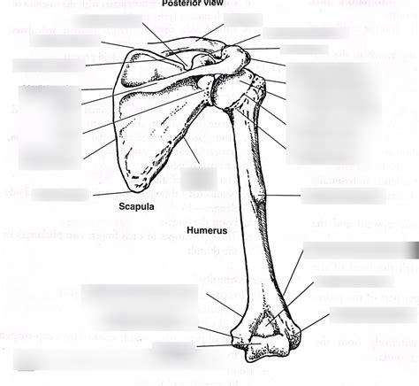 Humerus And Scapula Posterior View Diagram Quizlet