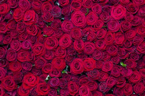 10 Rose Colors And Their Meanings To Help You Pick The Perfect Bloom