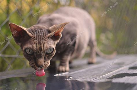 Esfinge de gato desnudo en el jardín 2022
