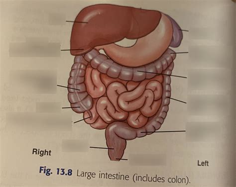 Anatomy Large Intestine Diagram Diagram Quizlet The Best Porn Website