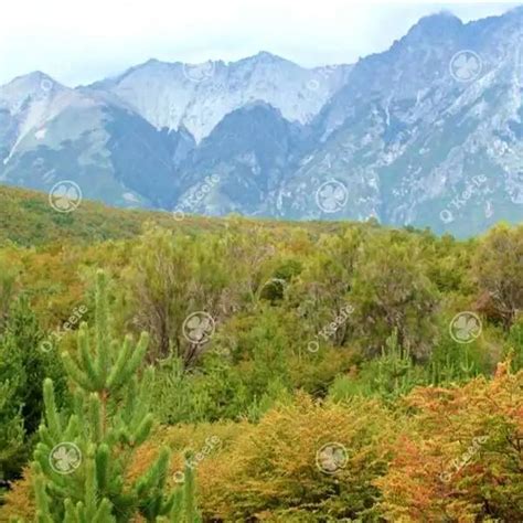 Campo En Venta Recreativo 20 Has El Foyel Río Negro Agrofy