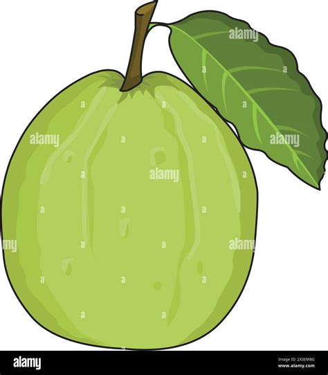 Guava Vector Illustration Stock Vector Image Art Alamy