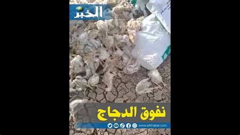 نفوق آلاف الدواجن في عديد الولايات بسبب المرض YouTube