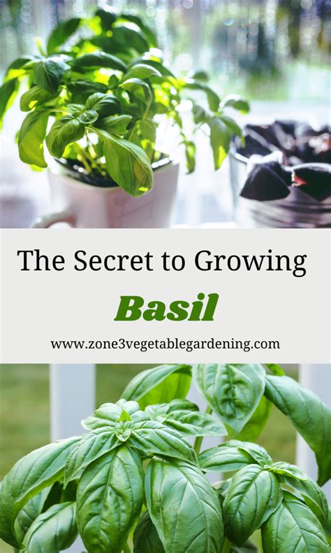 How To Grow Basil From Seed Artofit