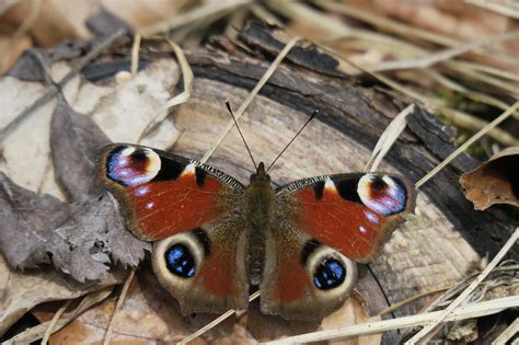 Olho De Pav O Borboleta Inseto Foto Gratuita No Pixabay Pixabay