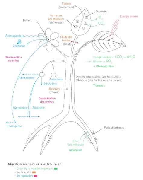 Kartable Terminale S SVT Spécifique Schémas de synthèse La vie