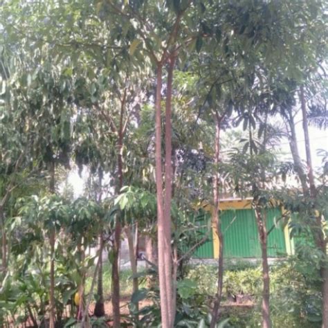 Jual Pohon Pulai Pule Rimbun Tinggi Meter Shopee Indonesia