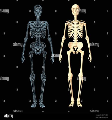 Human Skeleton Structure Skull Spine Cage Ribs Pelvis Joints