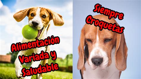 Como ALIMENTAR A TU PERRO Correctamente COMIDA SALUDABLE Para Perros
