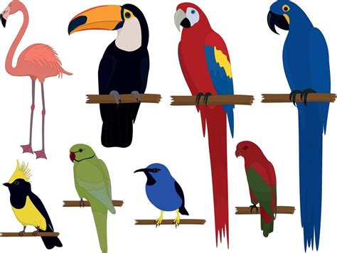 Varicoloured Exotic Tropical Birds Collection Vector Illustration