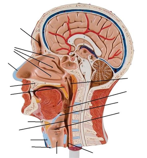 Upper Respiratory System Diagram Quizlet