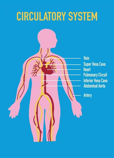 Illustration Of Human Circulatory System Vector 23515356 Vector Art At