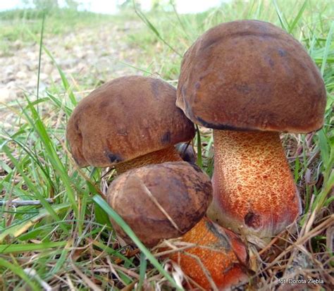 Grzyby gatunkami Borowik ceglastopory pociec pociek ceglaś