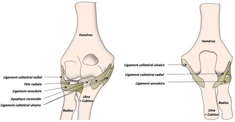 Anatomie du coude Clinique Ostéo Articulaire des Cèdres Grenoble