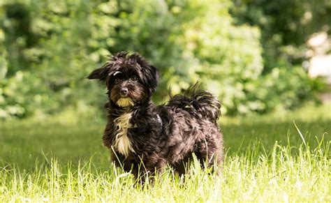 Comment apprendre la propreté à un chien adulte