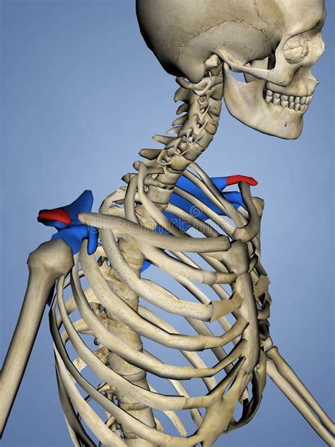 Acromion Da Omoplata M SKEL SCAPULA ACROMION 14 Modelo 3D Ilustração