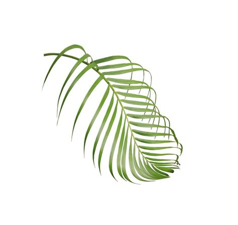 Premium Photo Tropical Green Palm Leaf Tree Isolated On White Background