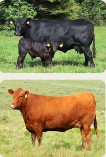 Exam Ii Review Beef Cattle And Dairy Cattle Flashcards Quizlet