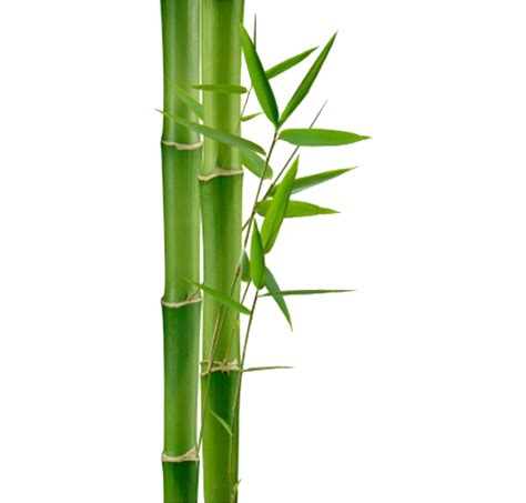 Bamboo Transparent File PNG Play