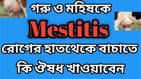 Mastitis Youtube