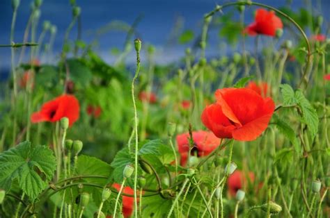 Campo De Amapolas Foto Premium