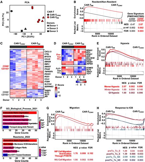 Tissue Resident Memory Car T Cells With Stem Like Characteristics Display Enhanced Efficacy