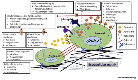 Organ Derived Decellularized Extracellular Matrix A Game Changer For