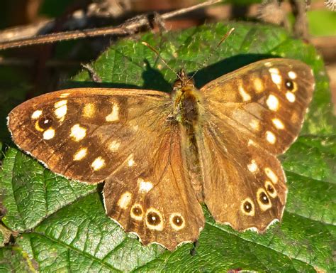 Speckled Wood Butterfly Kevin Groocock Flickr