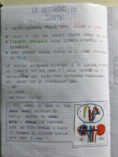 Apparato Escretore Blog Di Maestra Mile