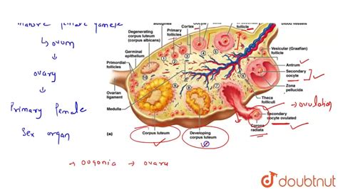 Drew A Diagrammatic Sectional View Of Human Ovary Showing Differen