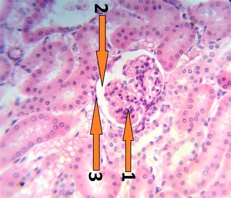 Renal Corpuscle Diagram Quizlet