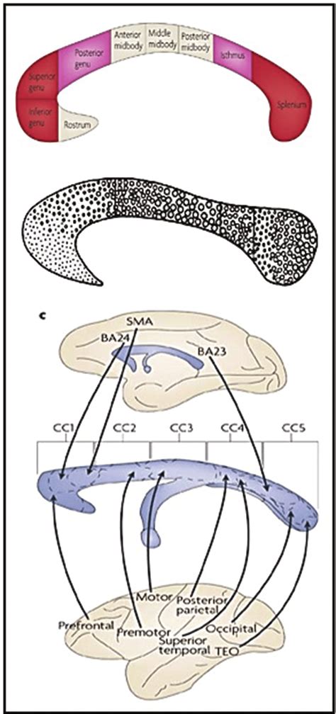 The Structure Of The Corpus Callosum Permits Interhemispheric