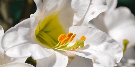 Découvrir 48 kuva planta flor de liz Thptnganamst edu vn